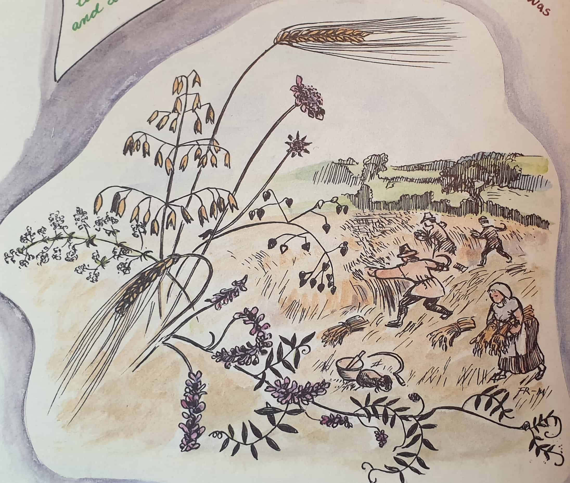 Crops - Mayflower Exhibition - Dorking Museum & Heritage Centre