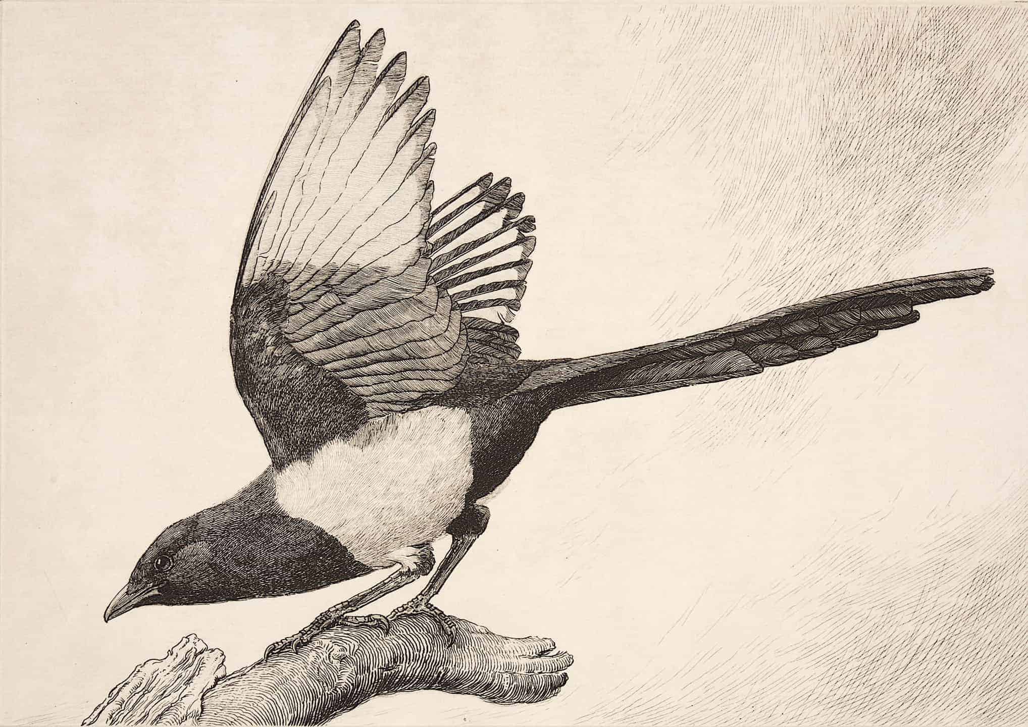 George Edward Collins - Dorking Museum & Heritage Centre