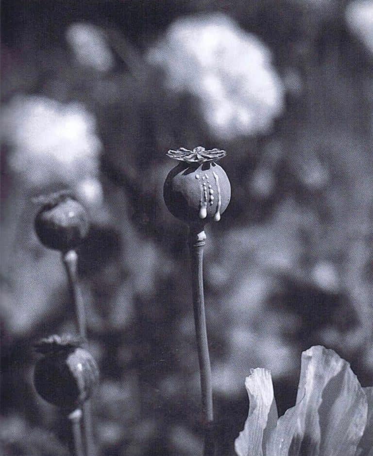 Opiates on the High Street